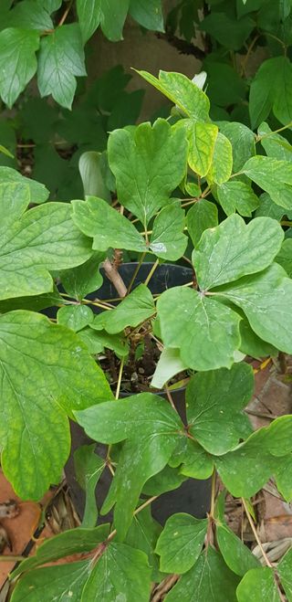 peonia rosa costo 12.00 euro 