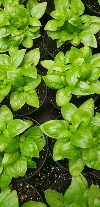 basilico e fragole costo 0.50 centesimi l uno