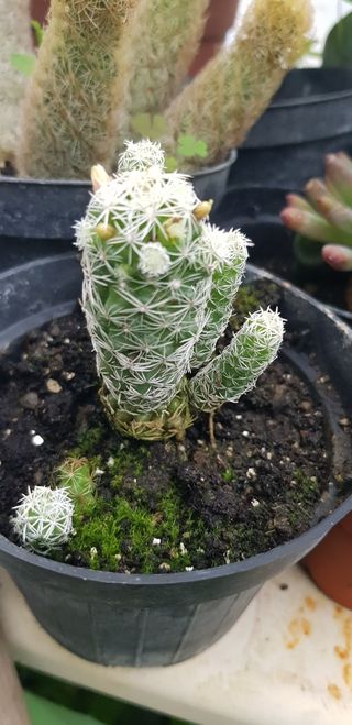 10 piantine miste 10.00 euro