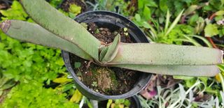 piantine grasse costo 1.00 euro l uno