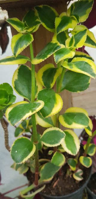 piante miste costo 1.50 l.uno