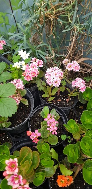 piantine miste costo 1.00 l una 