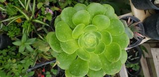 piante grasse e miste costo 1.80 l uno