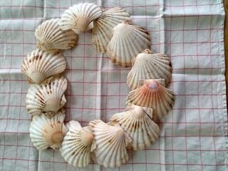 12 Gusci vuoti di capesante 