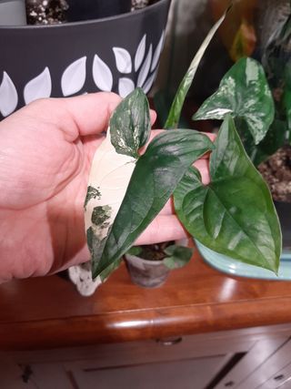 Syngonium albovariegato - pianta da appartamento 