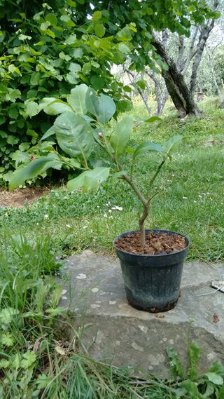 Pianta limone citrus limon h 20 cm in vaso 14