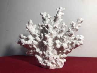 Corallo bianco - Coral blanco c