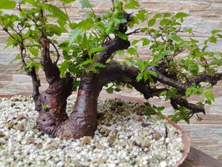prebonsai olmo campestre 