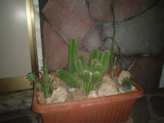 pianta grassa