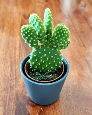 Pianta Grassa Opuntia Microdasys