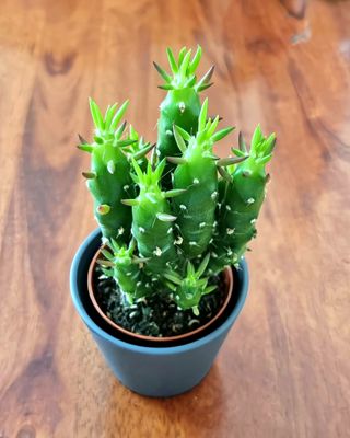 Pianta Grassa Austrocylindropuntia Subulata 