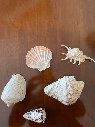 Set conchiglie vere