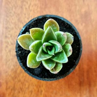 Pianta Succulenta Echeveria Agavoides/Elegans
