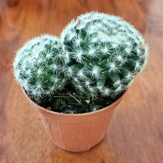 Pianta Grassa Mammillaria Candida Dicotomica