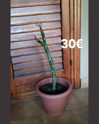 pianta di plumeria a due rami