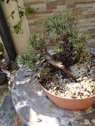 prebonsai di timo 3