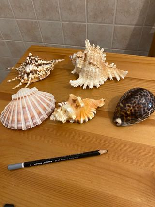 Lotto conchiglie ottime condizioni