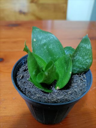 sansevieria nana