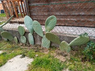 piante grasse agave e fico d'india