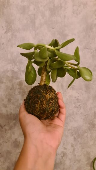 realizzo kokedama personalizzate