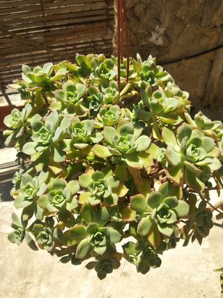 pianta succulenta da appendere