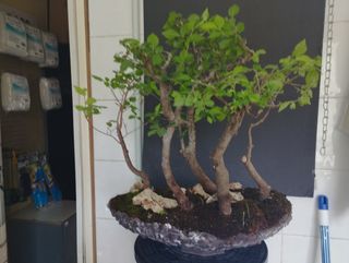 boschetto bonsai di olmi campestri