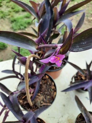 piantini di tradescantia (miseria)