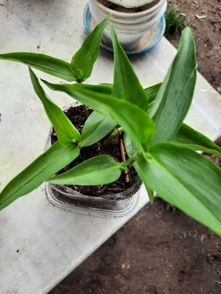 piantino di tradescantia (miseria) da esterno