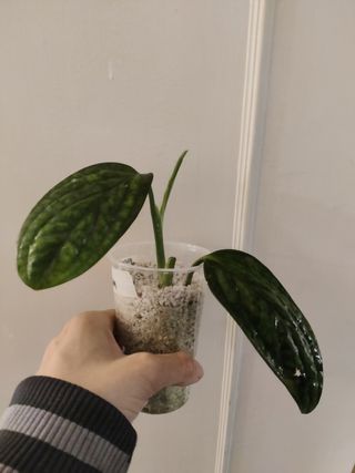 Talea di Monstera Karstenianum