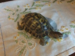 Tartaruga in terracotta decorata a mano