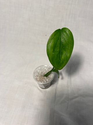 Monstera Friedrichstalli #3