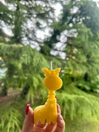 Giraffa candela