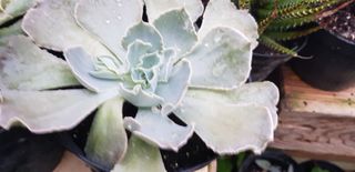 piantine grasse cresciute naturale