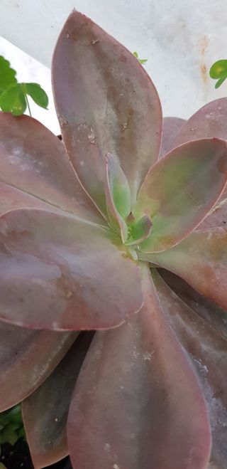 2  piante belle grandi costo 4.00 l uno