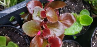 2 beconie  di foglia rossa ,50 piantine di foglia