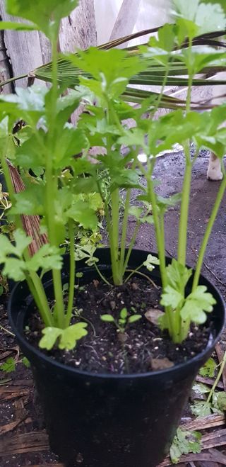 sedano costo 0.90 centesimi vaso piu grande