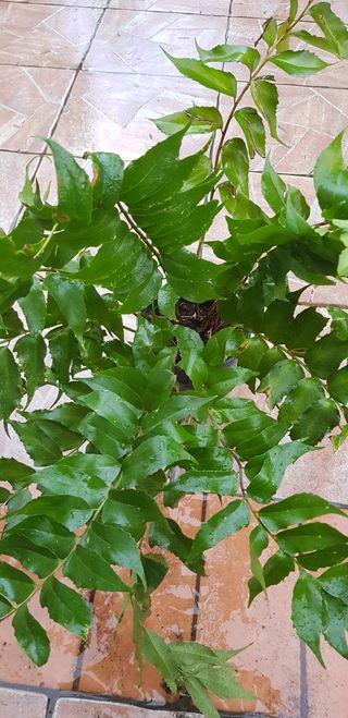 pianta di foglie verde molto bella