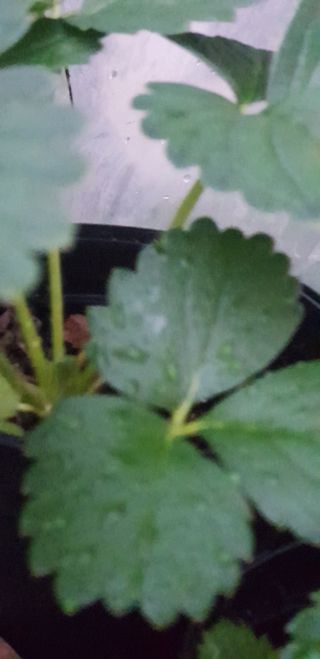 fragole piccolo vaso