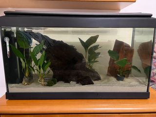 Acquario 100 L + 2 neon fluvial