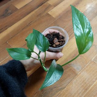 Epipremnum pinnatum blue form