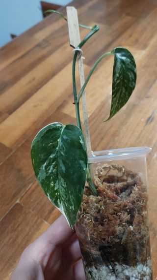 Epipremnum pinnatum variegata