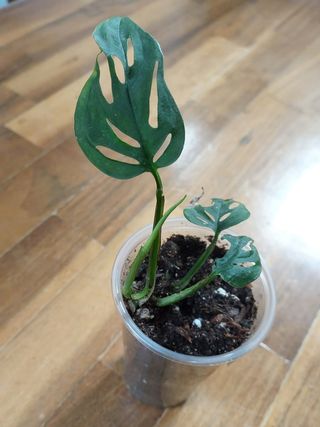 Monstera obliqua