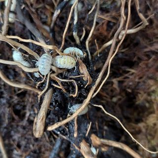 Isopodi per terrario - Armadillidium Magic Potion