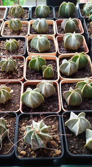 mix di astrophytum