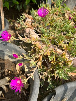 Piante di Delosperma cooperi