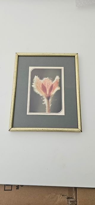 quadro piccolo fiore in stato d apertura muschio