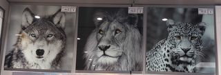Quadri in vetro (Leone, Tigre, Lupo)