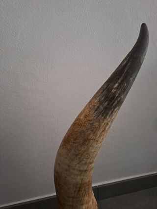 Piedistallo in legno con Corno