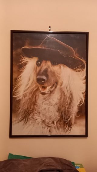 quadro cornice cane 50x70 usato foto vintage