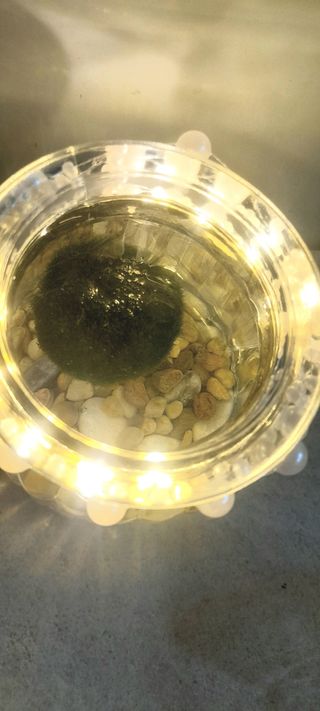 Marimo